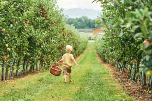 The 18 Best Apple Orchards in New York - Minneopa Orchards
