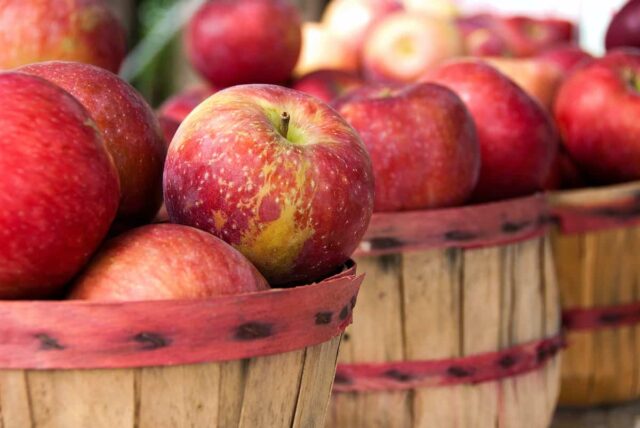 The Sheep's Nose Apple - Minneopa Orchards