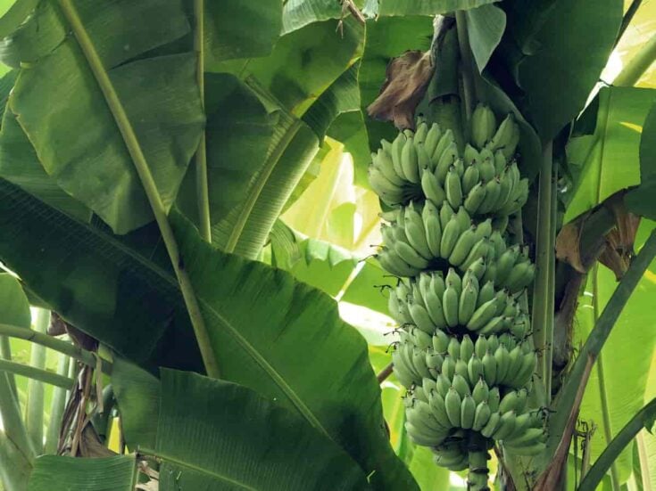 The Cavendish Banana Tree - Minneopa Orchards