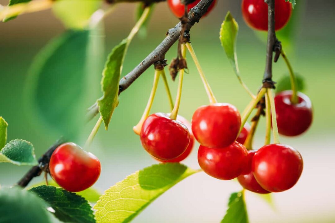 The 5 Best Cherry Tree Fertilizers - Minneopa Orchards