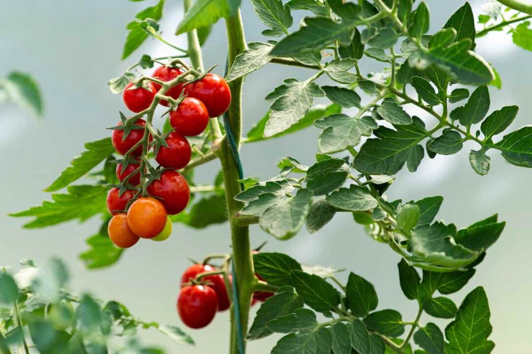 11 Best Cherry Tomato Varieties - Minneopa Orchards
