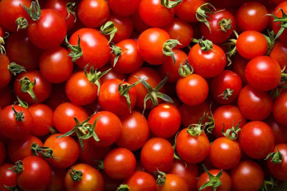 11 Best Cherry Tomato Varieties - Minneopa Orchards