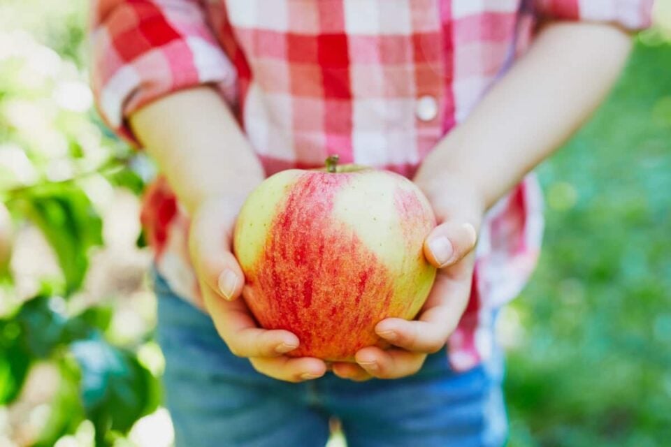 Best 23 Apple Orchards In Minnesota To Visit This Fall - Minneopa Orchards
