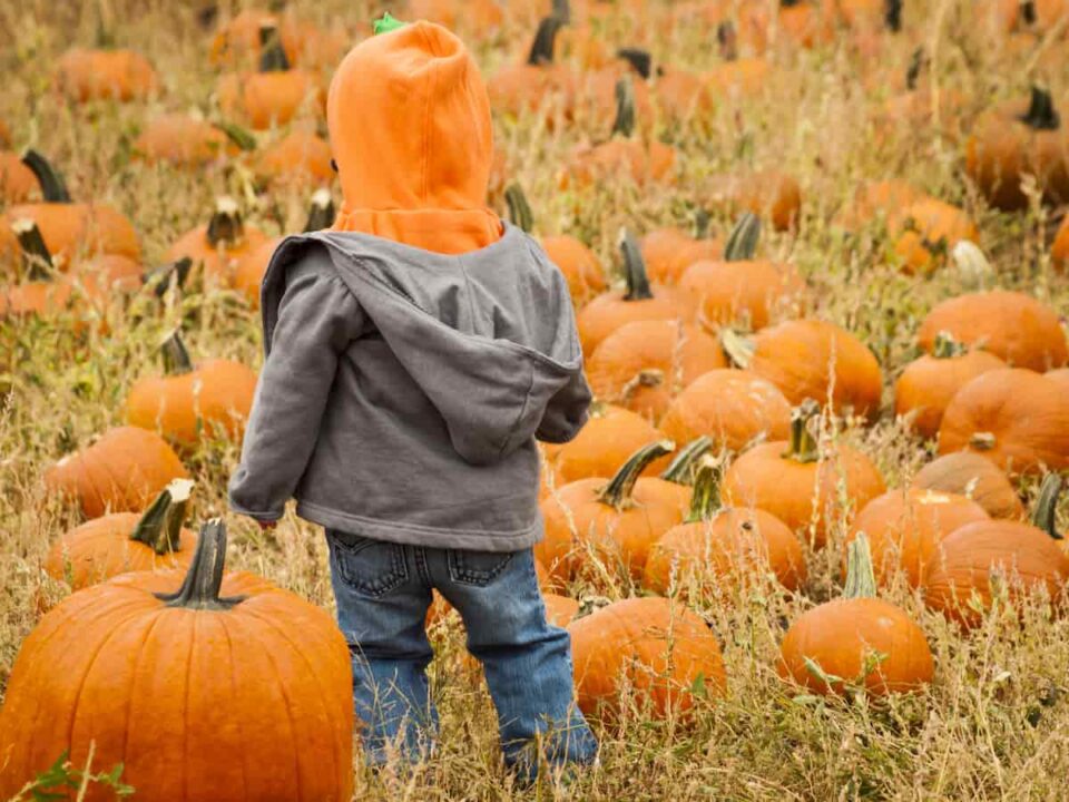 The 11 Best Pumpkin Patches in Indiana - Minneopa Orchards