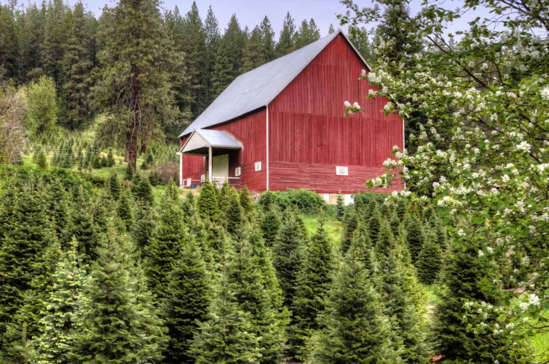 17 Best Christmas Tree Farms in Nebraska - Minneopa Orchards