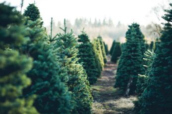 The 7 Best Christmas Tree Farms in Indiana - Minneopa Orchards