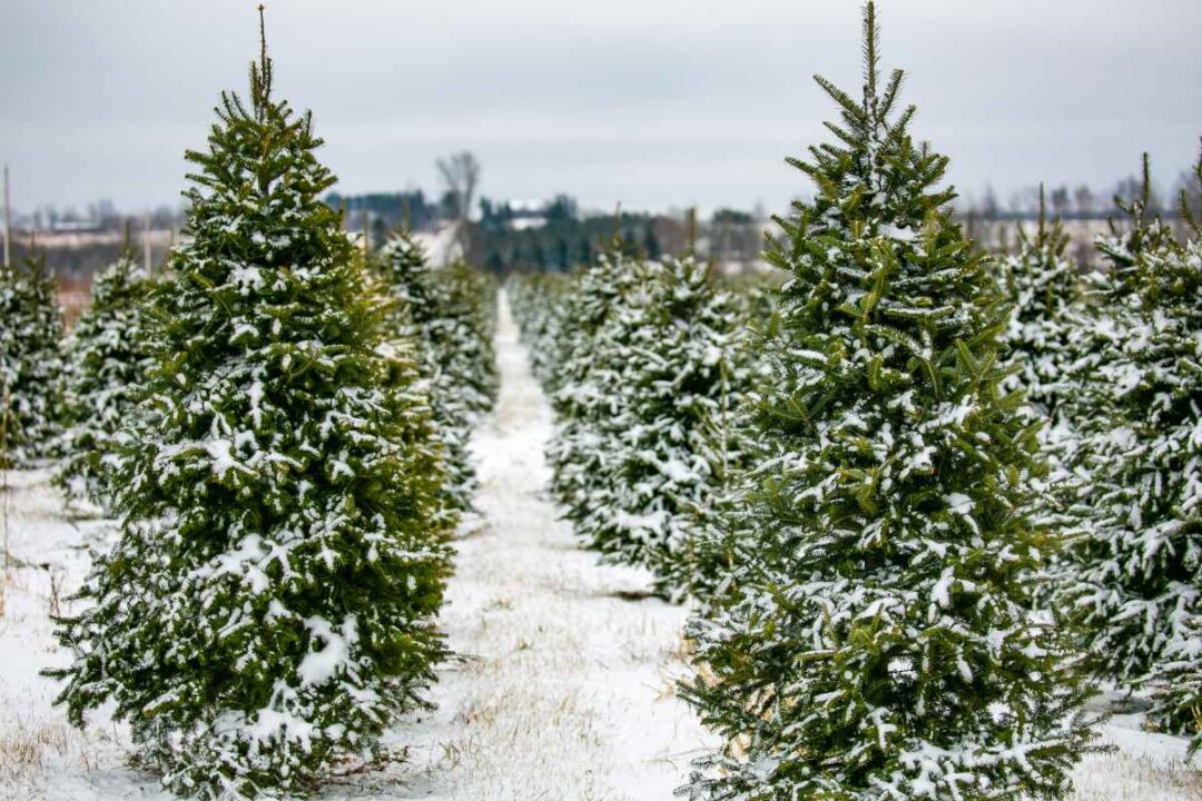 17 Best Christmas Tree Farms in Nebraska - Minneopa Orchards