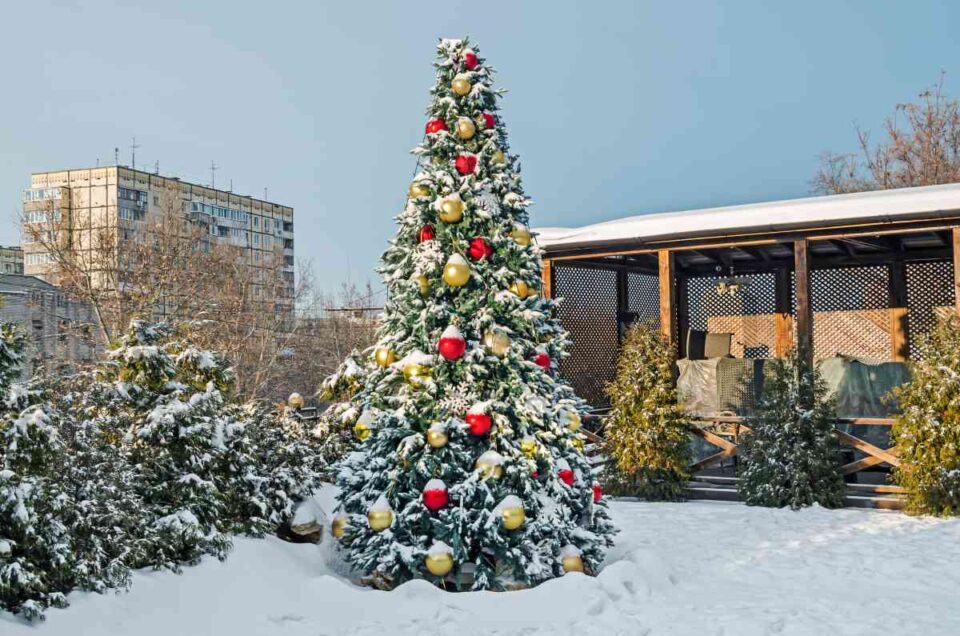 The 7 Best Christmas Tree Farms in Indiana - Minneopa Orchards