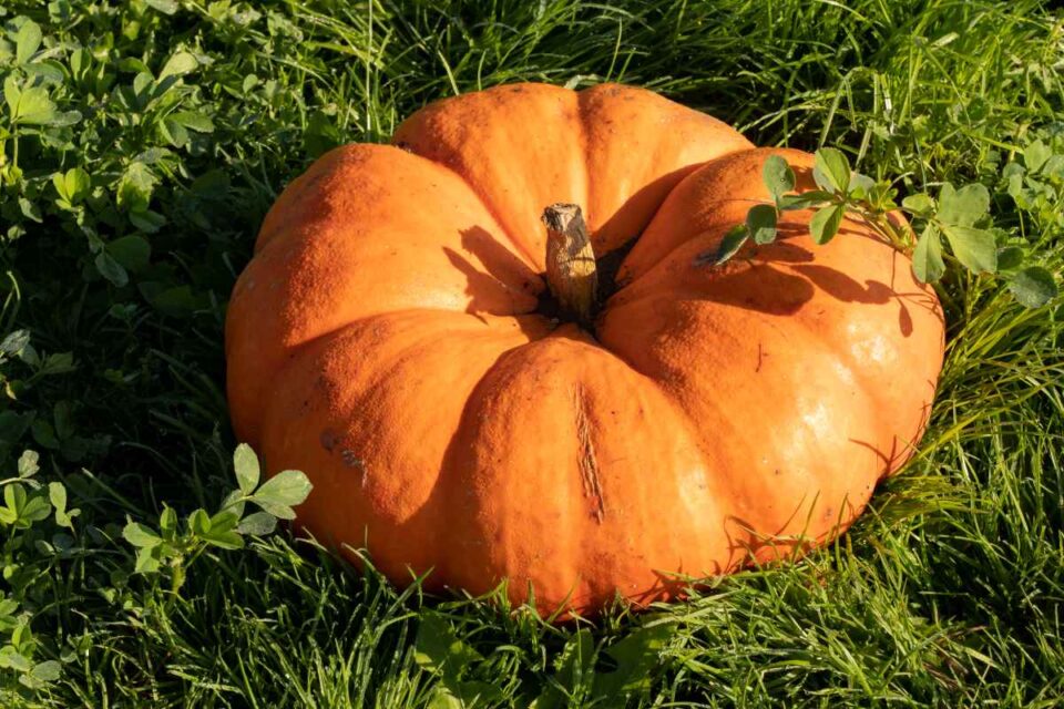 Cinderella Carriage Pumpkins: How to Grow Them and Why They're Awesome ...