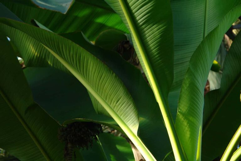 The Musa Basjoo Banana Tree - Minneopa Orchards