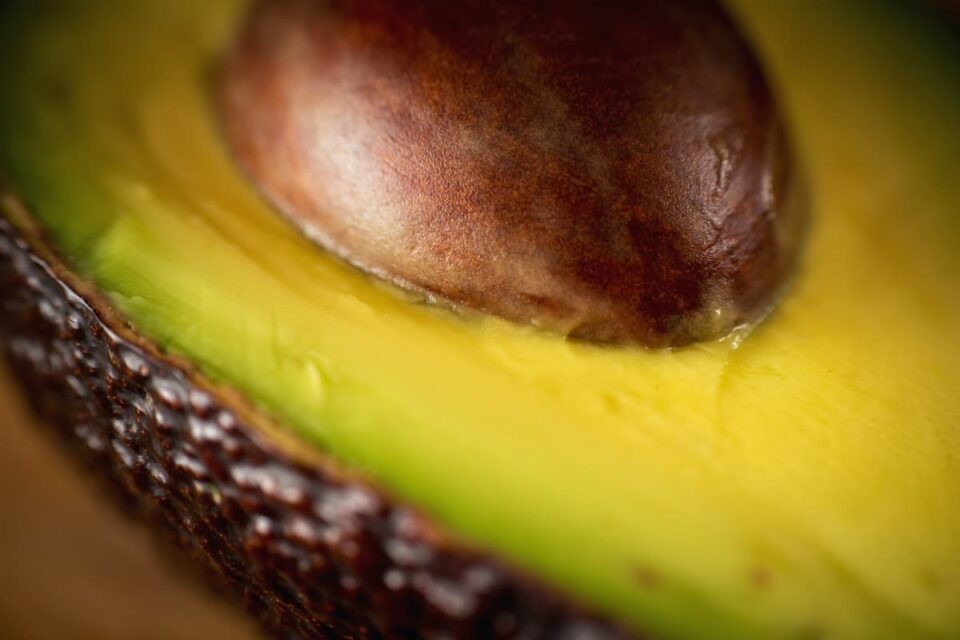 The Gem Avocado Tree - Minneopa Orchards