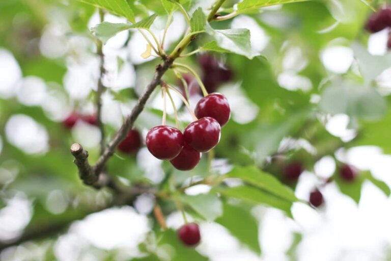 The 5 Best Cherry Tree Fertilizers - Minneopa Orchards