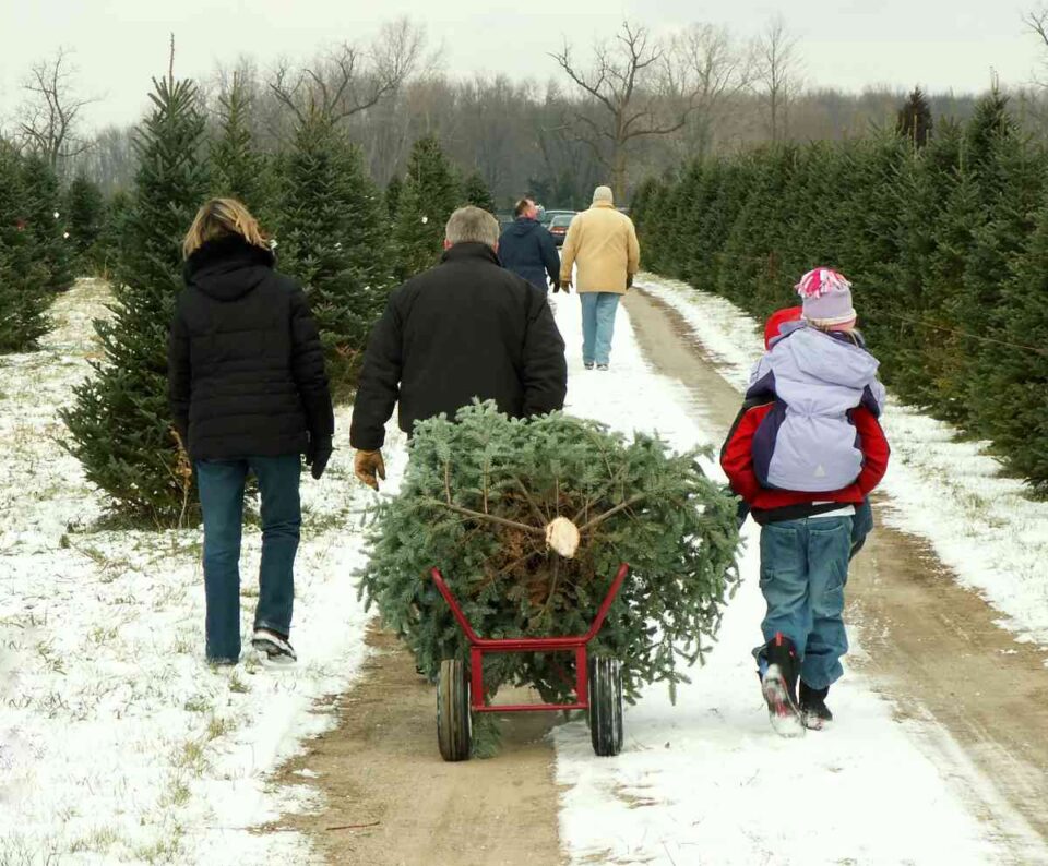 17 Best Christmas Tree Farms in Nebraska - Minneopa Orchards