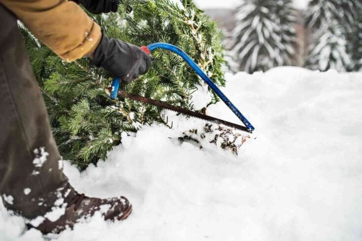 17 Best Christmas Tree Farms in Nebraska - Minneopa Orchards