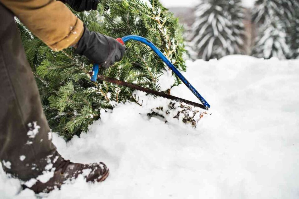 17 Best Christmas Tree Farms in Nebraska - Minneopa Orchards