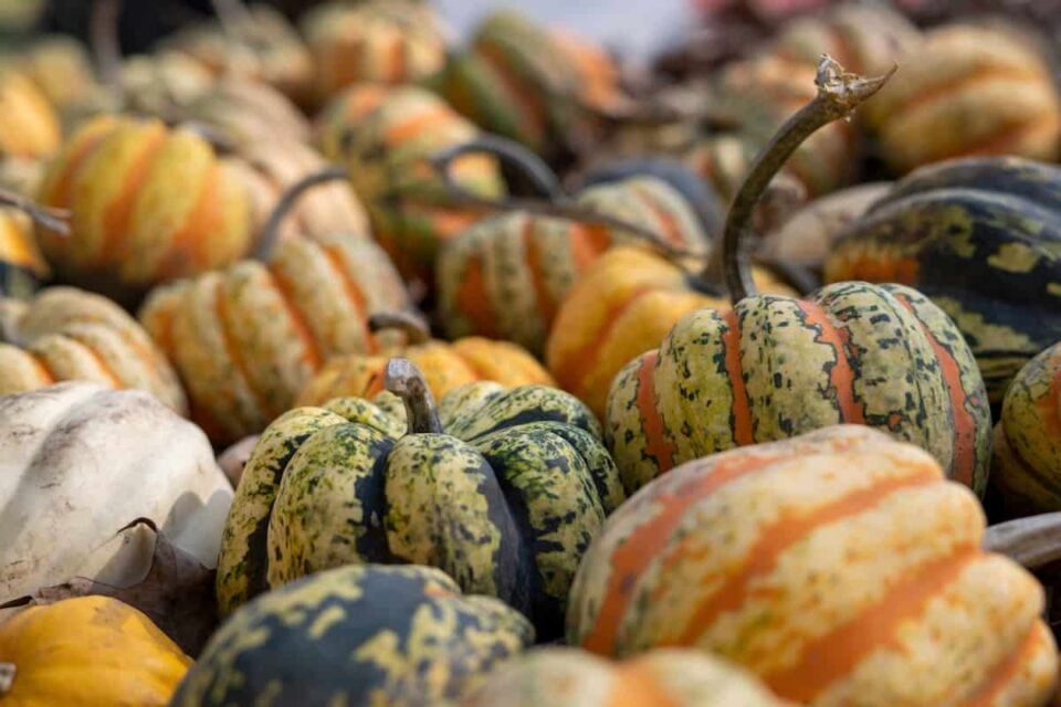 The 8 Best Pumpkin Patches in Oklahoma - Minneopa Orchards