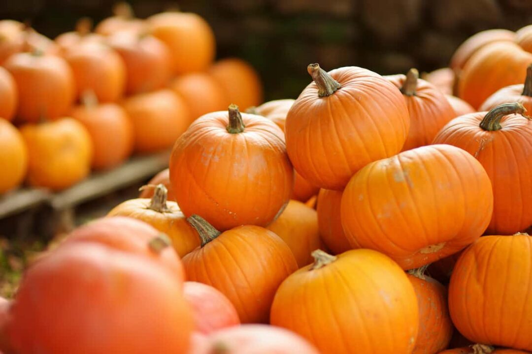 The 8 Best Pumpkin Patches in Alaska - Minneopa Orchards