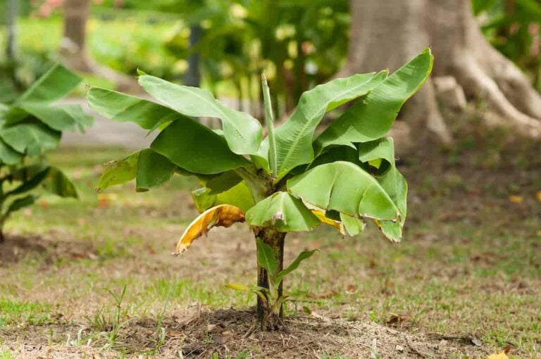 Banana Tree - Minneopa Orchards