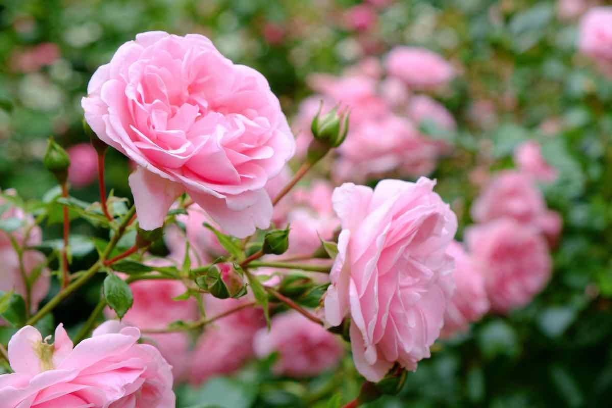 The 5 Best Rose Plant Foods for Your Flowers - Minneopa Orchards