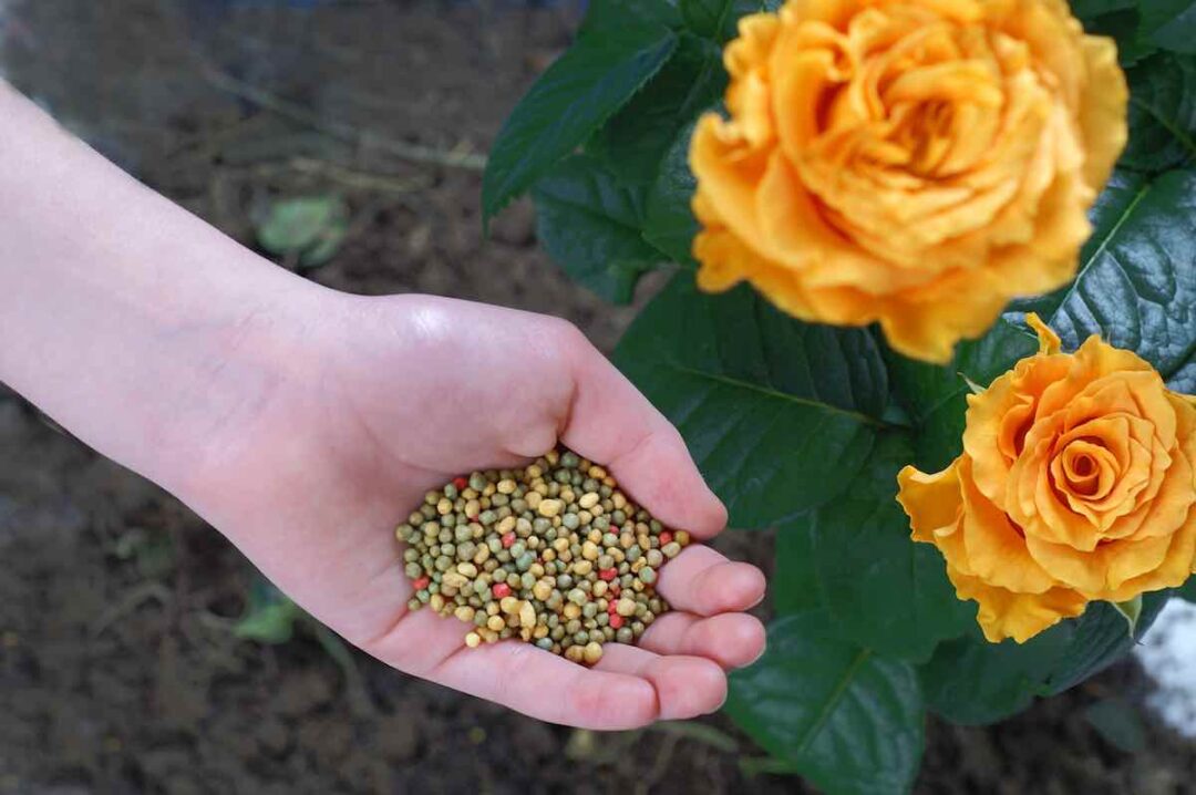 The 5 Best Rose Plant Foods for Your Flowers - Minneopa Orchards