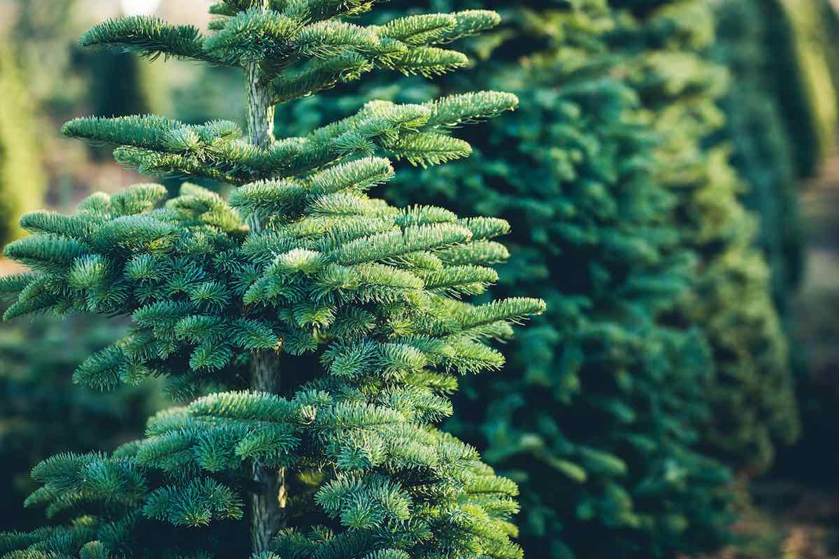 The 15 Best Christmas Tree Farms in Georgia - Minneopa Orchards