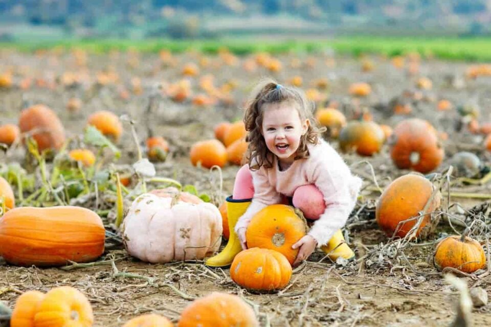 The 11 Best Pumpkin Patches in Montana - Minneopa Orchards