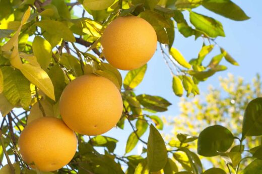 The Complete Guide to Grapefruit Tree Care - Minneopa Orchards