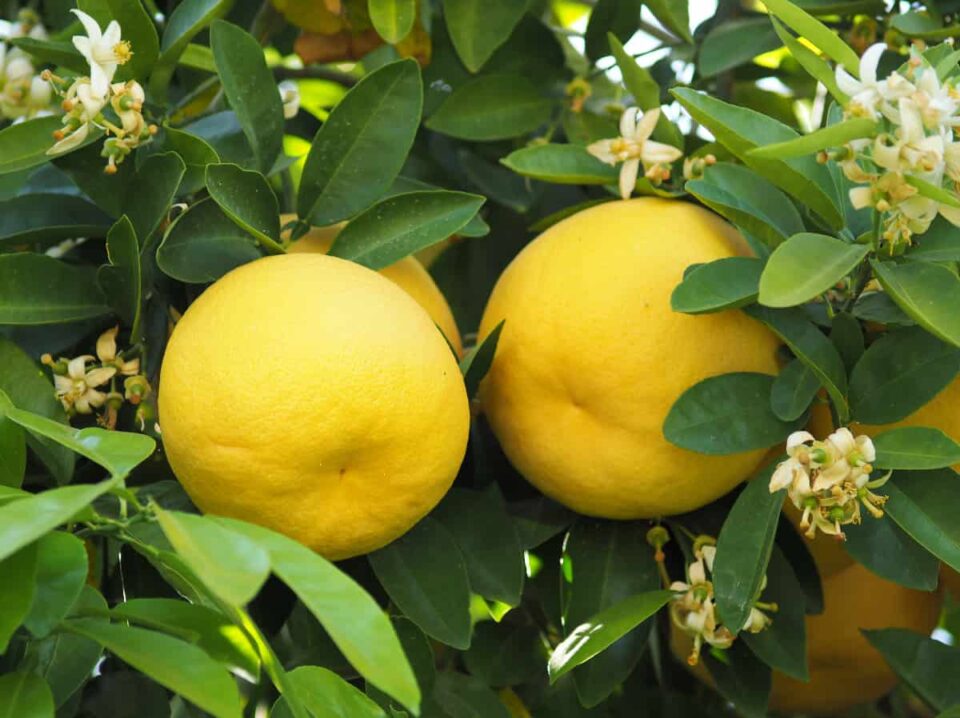 The Complete Guide to Grapefruit Tree Care - Minneopa Orchards