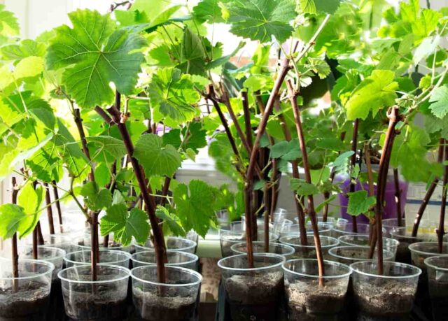How to Plant a Grapevine - Minneopa Orchards