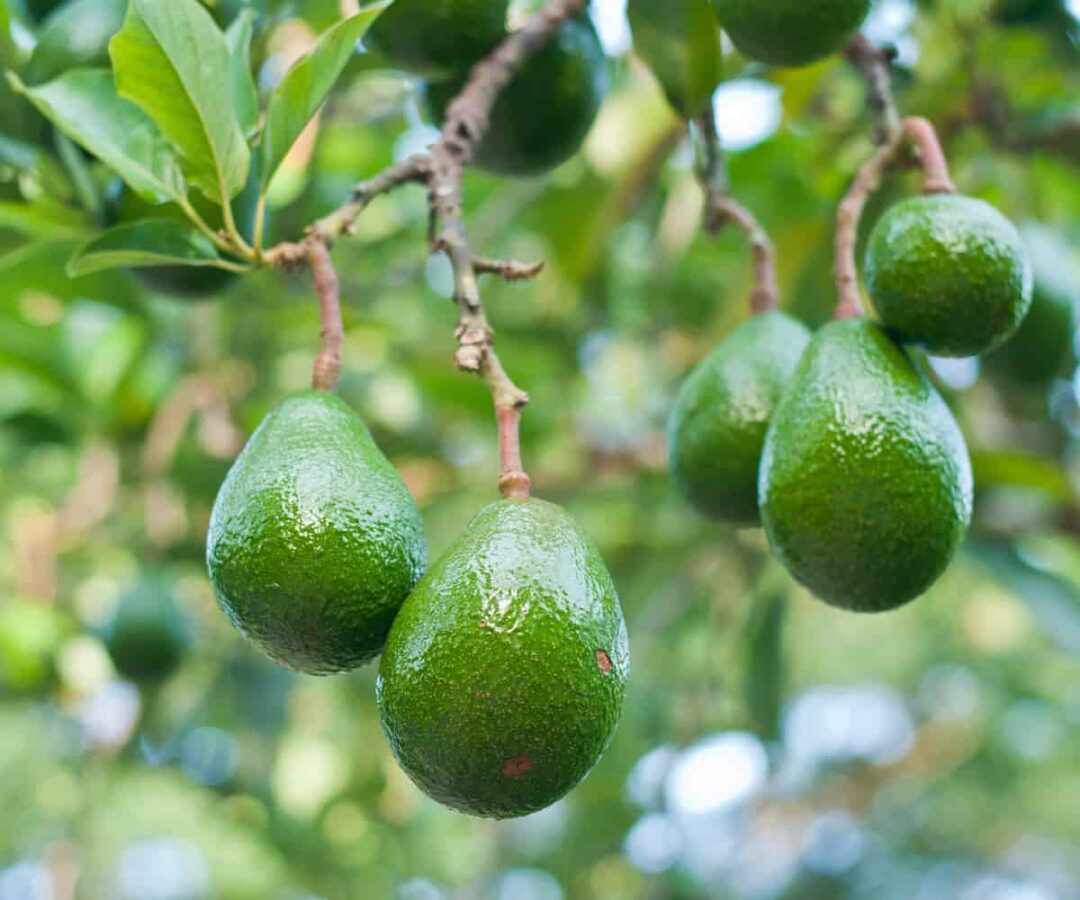 Avocado Trees - Minneopa Orchards