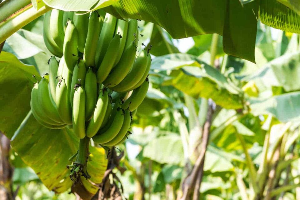 The Complete Banana Tree Care Guide - Minneopa Orchards The Complete Banana Tree Care Guide - Minneopa Orchards