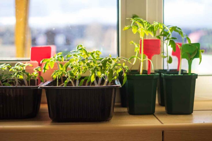 How to Start an Indoor Tomato Garden: 2 Easy Methods for Growing ...