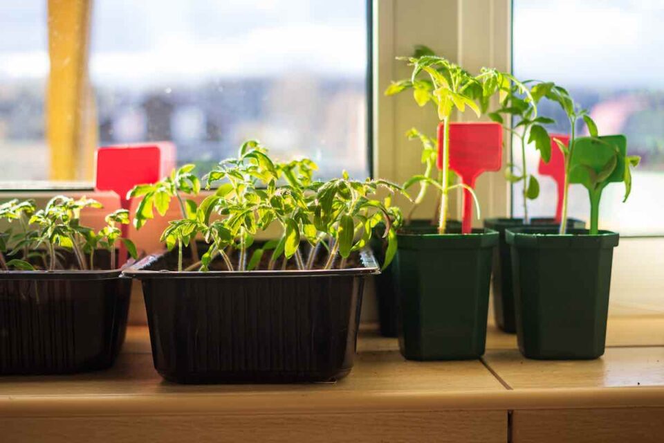 How to Start an Indoor Tomato Garden: 2 Easy Methods for Growing ...