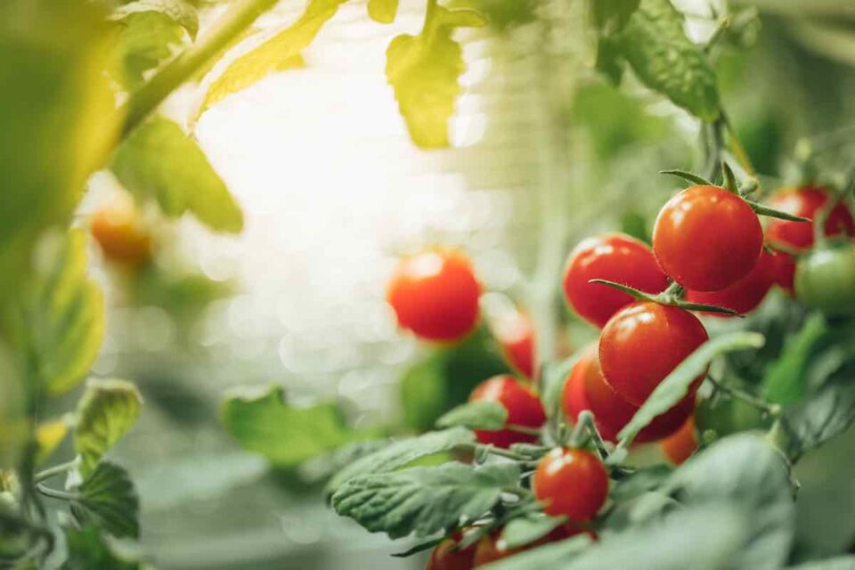 How to Start an Indoor Tomato Garden: 2 Easy Methods for Growing ...
