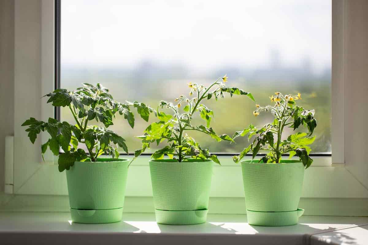 How to Start an Indoor Tomato Garden: 2 Easy Methods for Growing ...