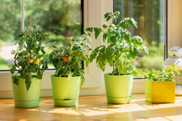 How to Start an Indoor Tomato Garden: 2 Easy Methods for Growing ...
