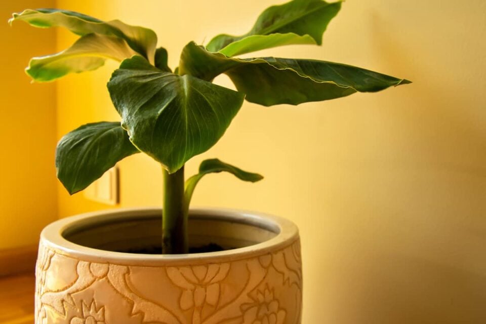 The Complete Banana Tree Care Guide Minneopa Orchards