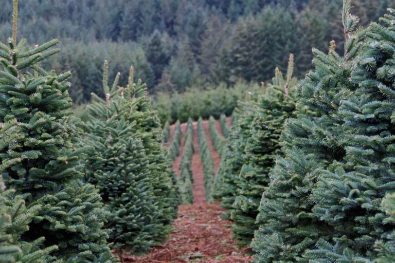 The 17 Best Christmas Tree Farms in Louisiana - Minneopa Orchards
