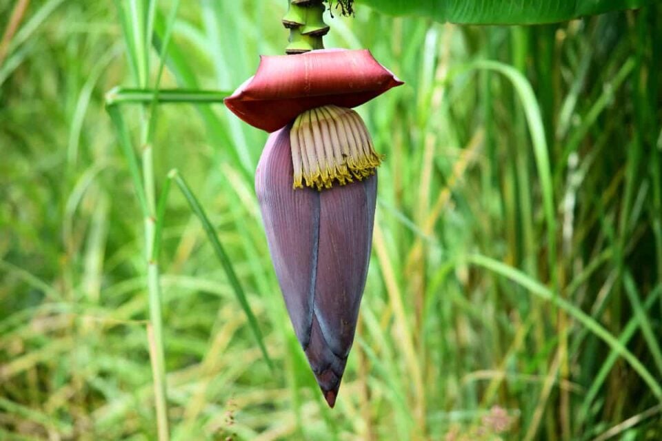 Banana Tree Flowering Stages - Minneopa Orchards