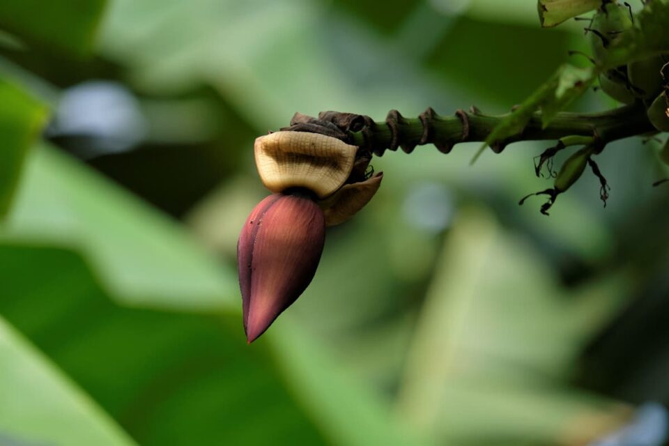Banana Tree Flowering Stages - Minneopa Orchards