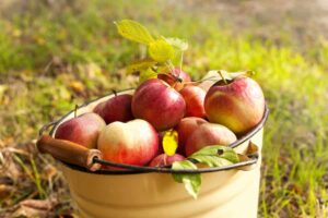 9 of the Best Apple Orchards in Washington - Minneopa Orchards