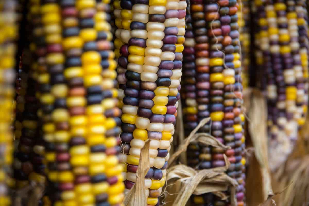 The 10 Best Pumpkin Patches in Nevada - Minneopa Orchards