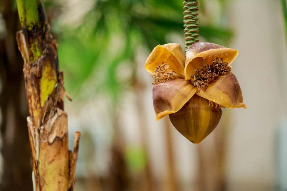 The Musa Basjoo Banana Tree - Minneopa Orchards