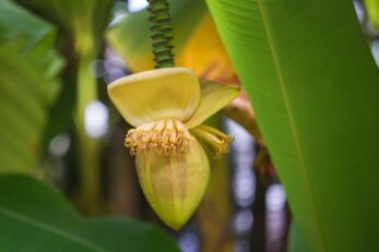 The Musa Basjoo Banana Tree - Minneopa Orchards