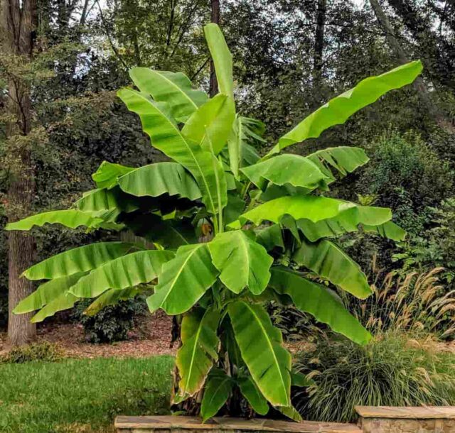 The Musa Basjoo Banana Tree - Minneopa Orchards