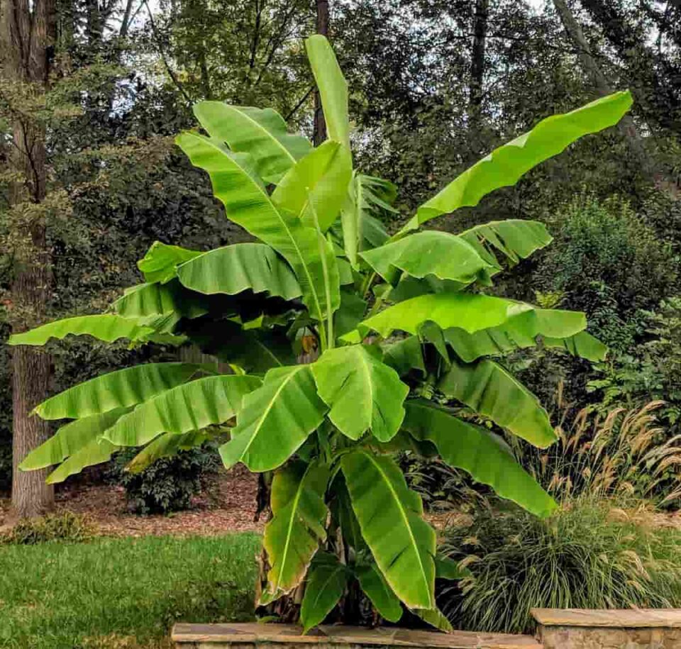 The Musa Basjoo Banana Tree - Minneopa Orchards