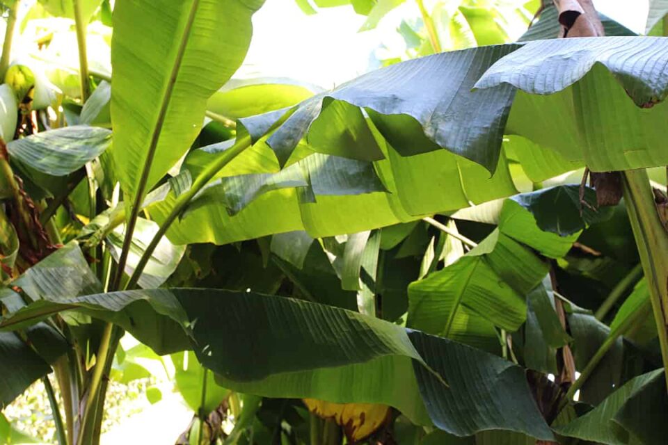 The Musa Basjoo Banana Tree - Minneopa Orchards
