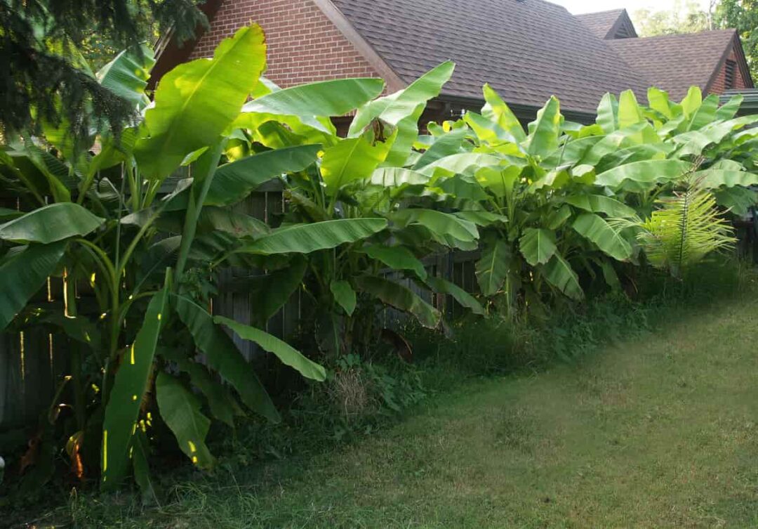 The Musa Basjoo Banana Tree - Minneopa Orchards