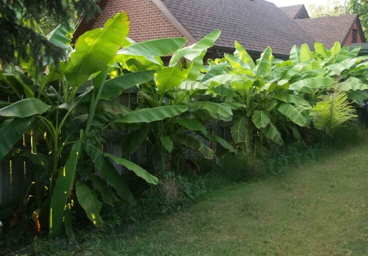 The Musa Basjoo Banana Tree - Minneopa Orchards