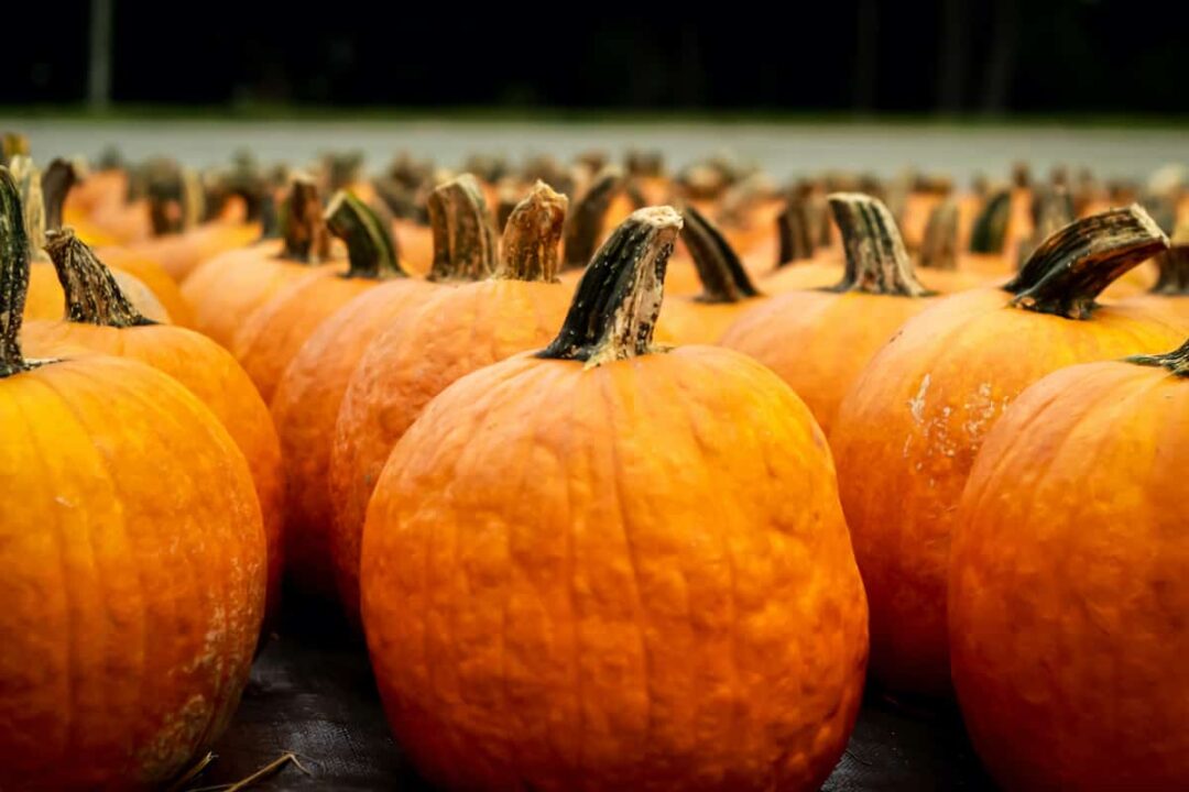 The 11 Best Pumpkin Patches in Indiana - Minneopa Orchards